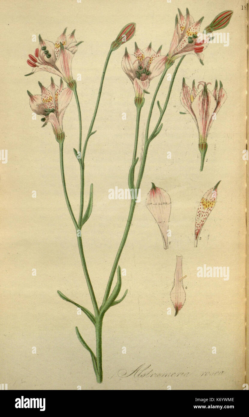 Exotic flora (Plate 181) (9144902146 Stock Photo - Alamy