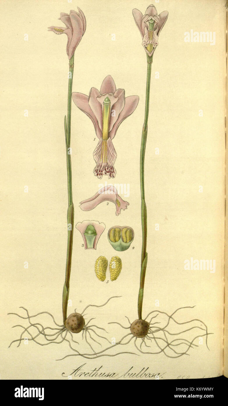 Exotic flora (Plate 170) (9142651287 Stock Photo - Alamy