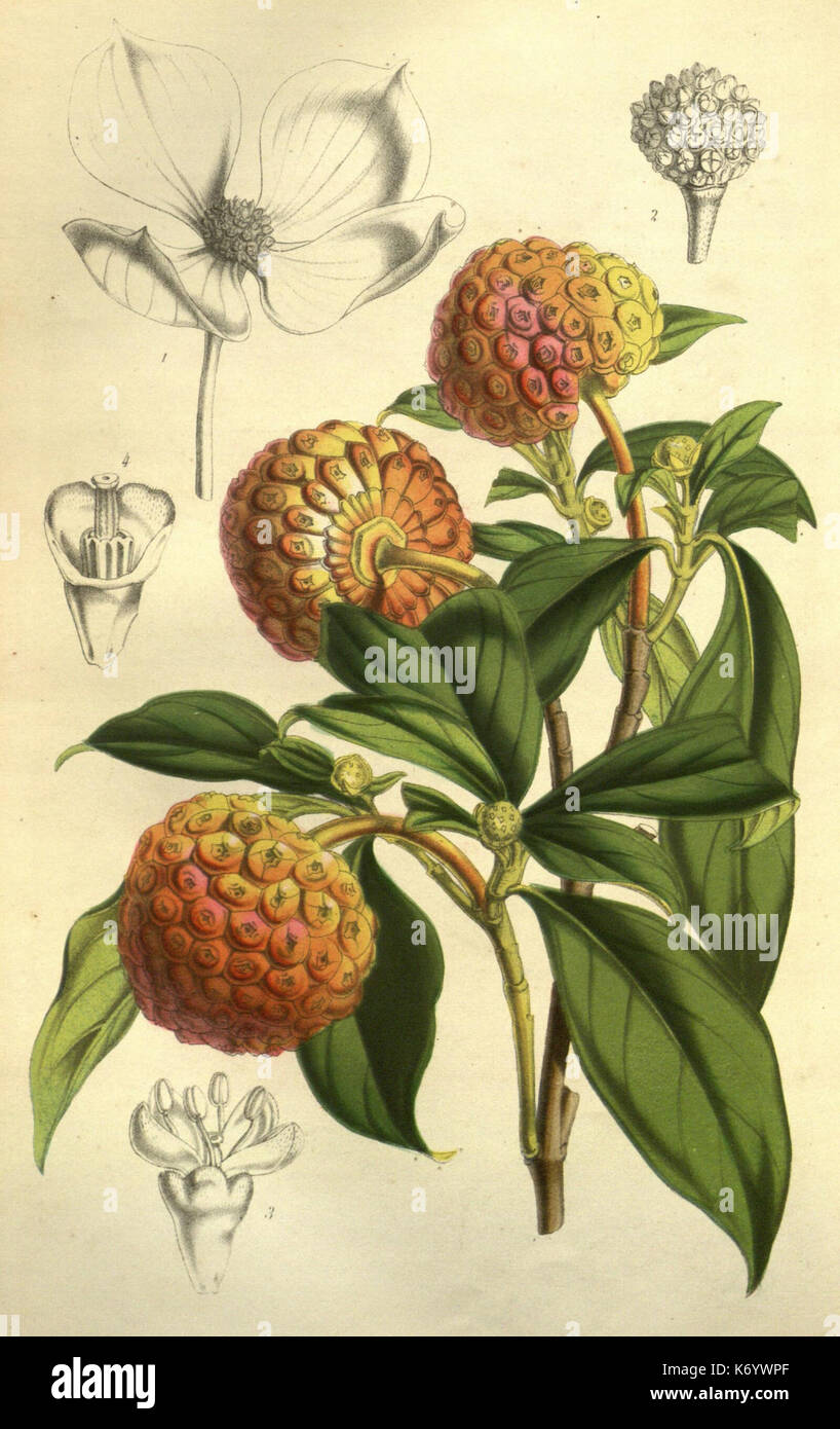 Flore des serres et des jardins de l'Europe (PL. 739) (9136008838 Stock ...