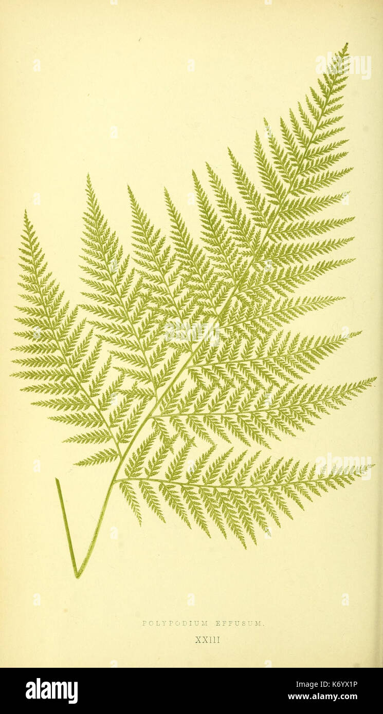 Ferns British and exotic (Pl. XXIII) (8144985684 Stock Photo - Alamy