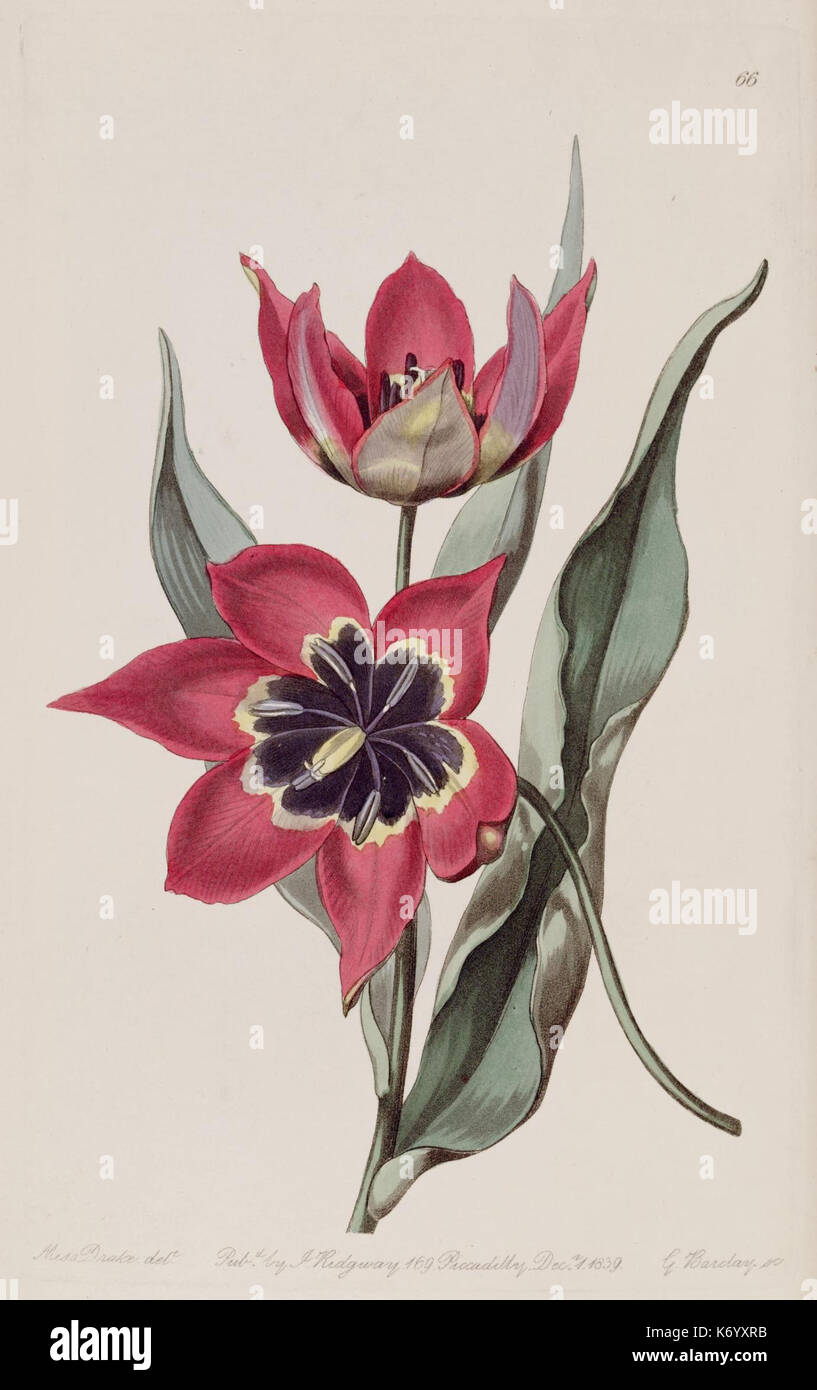 Edwards's botanical register (Plate 66) (7949499512 Stock Photo - Alamy
