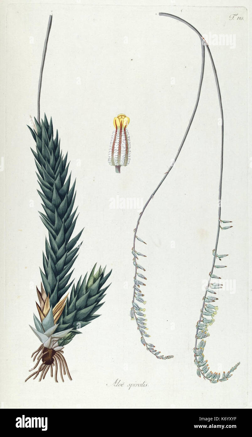 Fragmenta botanica, figuris coloratis illustrata (T. 110) (7943772728 ...