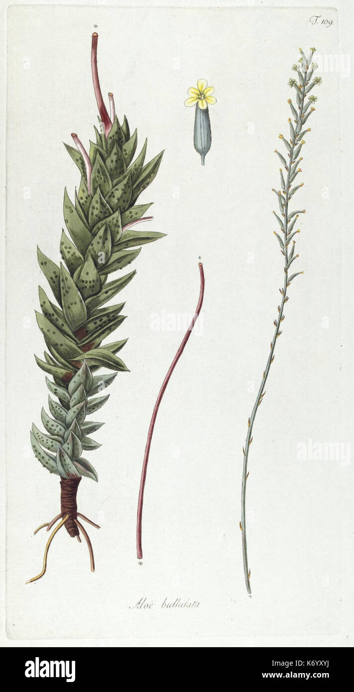 Fragmenta botanica, figuris coloratis illustrata (T. 109) (7943771884 ...
