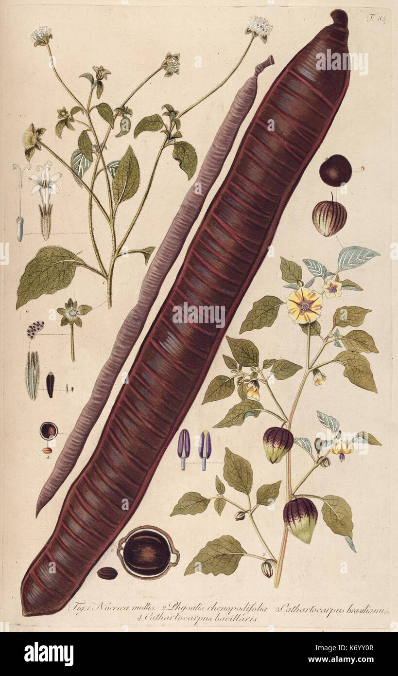 Fragmenta botanica, figuris coloratis illustrata (T. 85) (7943750468 ...