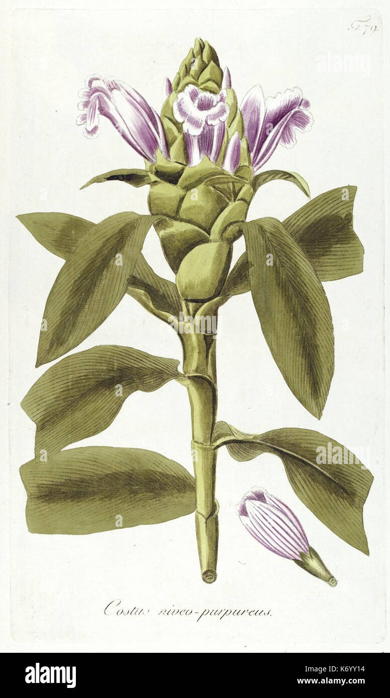 Fragmenta botanica, figuris coloratis illustrata (T. 79) (7943744150 ...