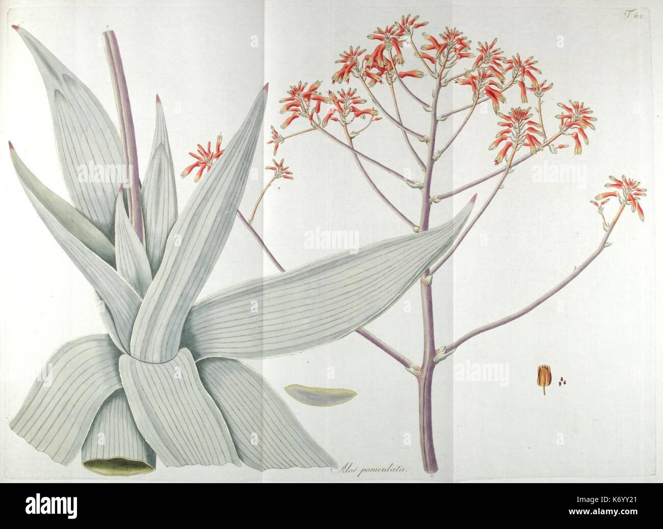 Fragmenta botanica, figuris coloratis illustrata (T. 62) (7943728482 ...