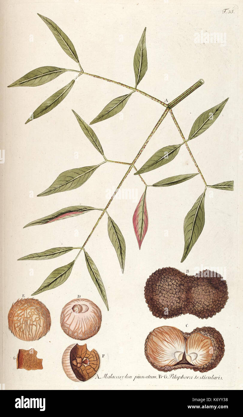 Fragmenta botanica, figuris coloratis illustrata (T. 35) (7943701114 ...