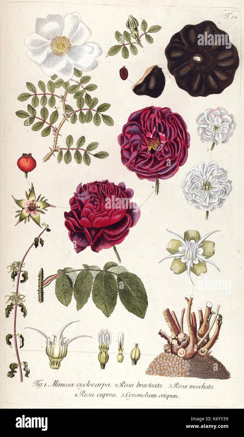 Fragmenta botanica, figuris coloratis illustrata (T. 34) (7943700100 ...