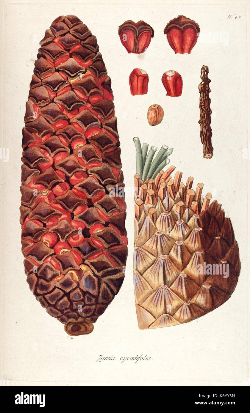 Fragmenta botanica, figuris coloratis illustrata (T. 25) (7943689974 ...