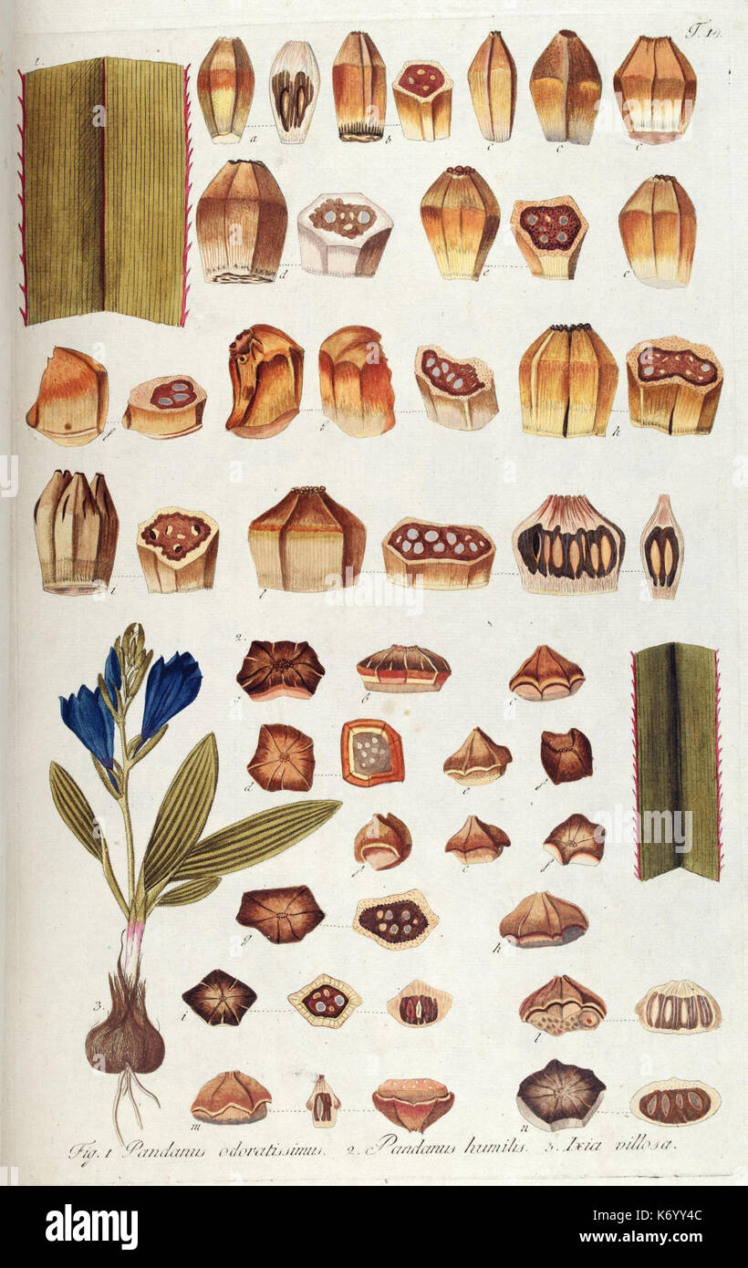 Fragmenta botanica, figuris coloratis illustrata (T. 14) (7943677848 ...