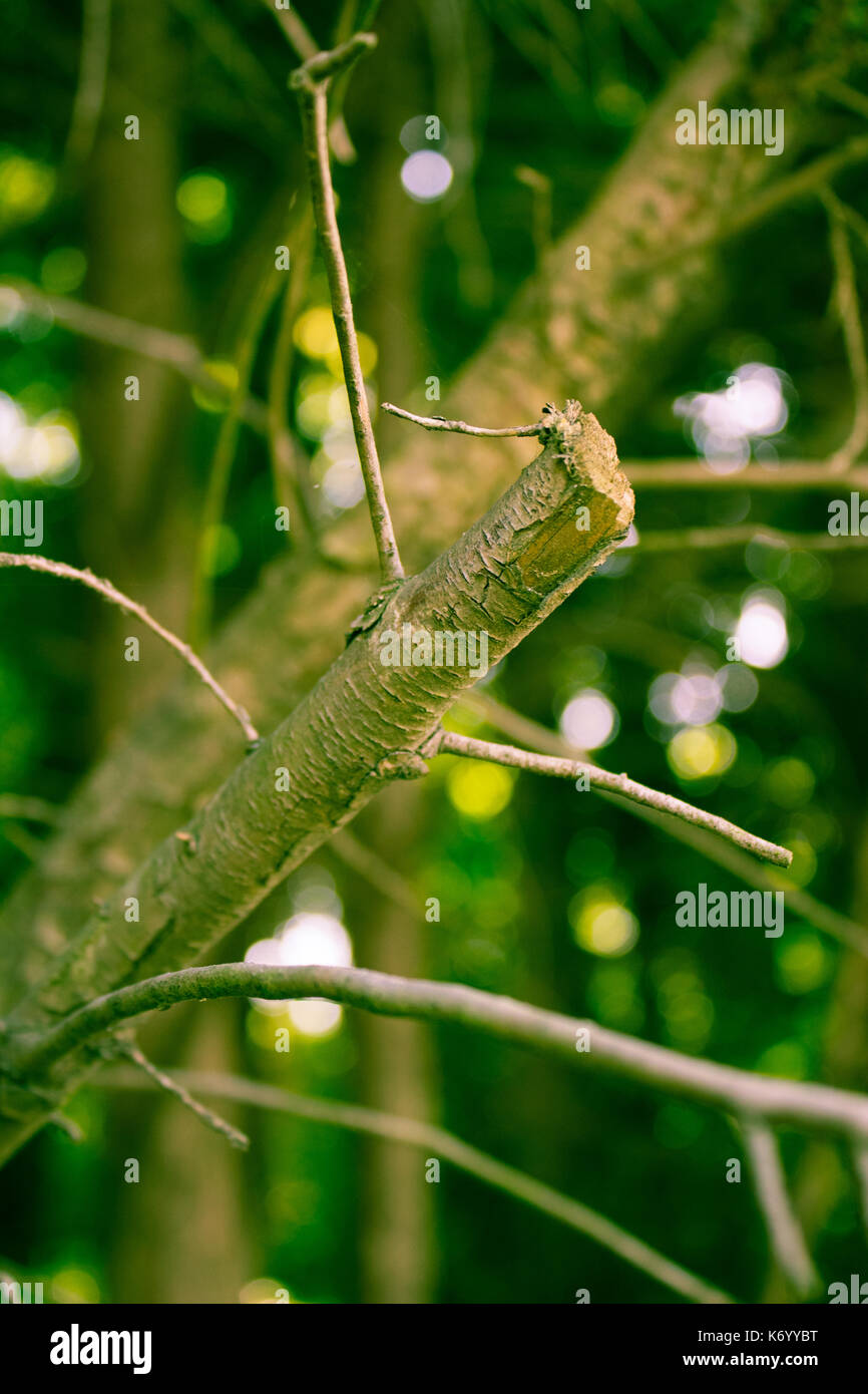 The sweet spot Stock Photo - Alamy