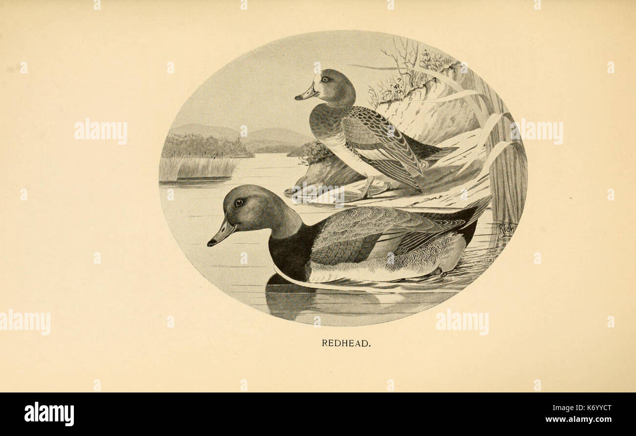 Feathered game of the Northeast (Pl. 64) (8473907784 Stock Photo - Alamy