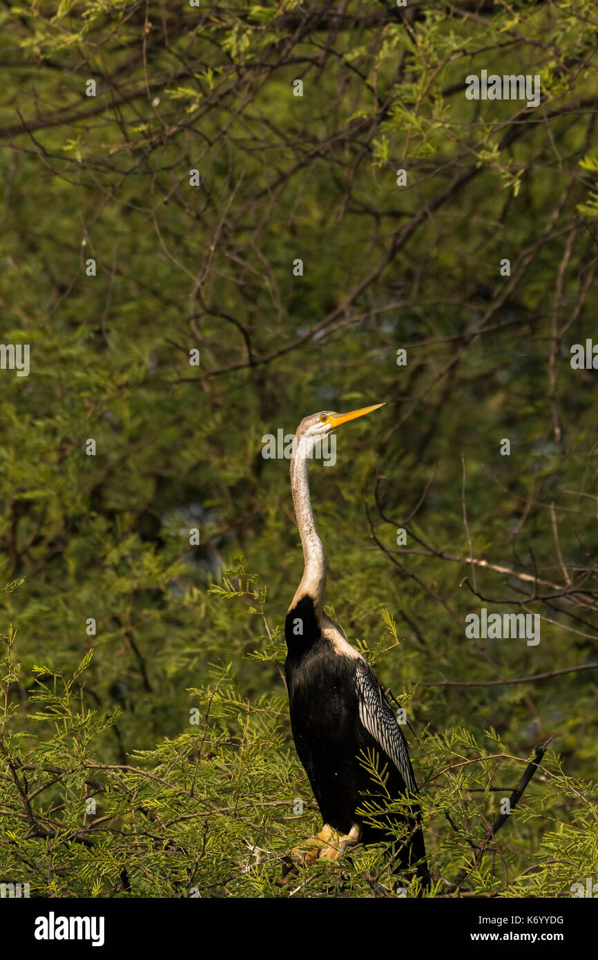 Darter aka snakebird sitting on a tree Stock Photo - Alamy