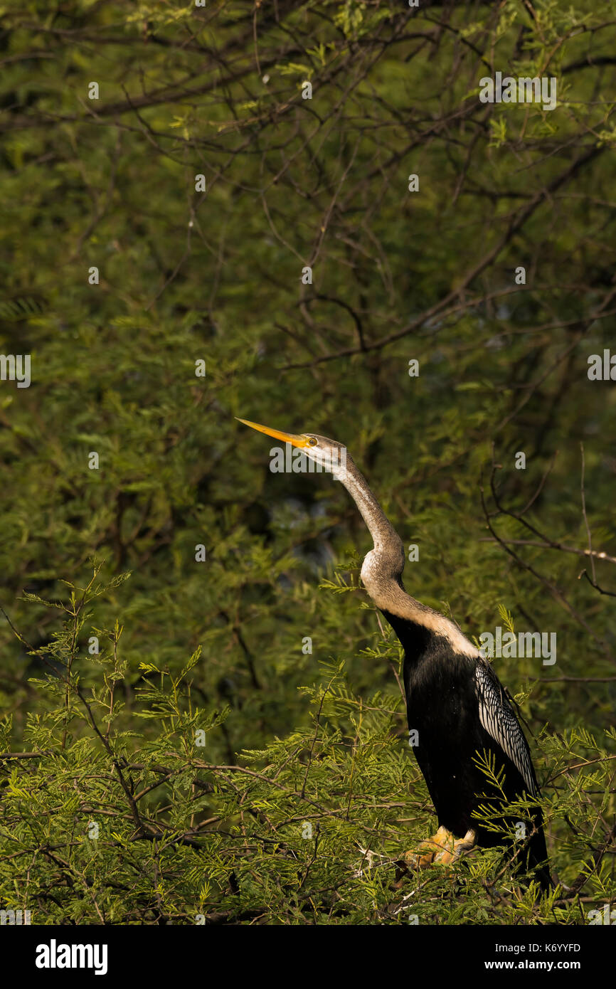 Darter aka snakebird sitting on a tree Stock Photo - Alamy