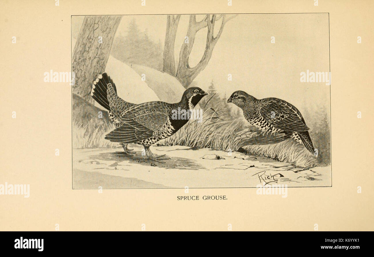 Feathered game of the Northeast (Pl. 3) (8472778043 Stock Photo - Alamy