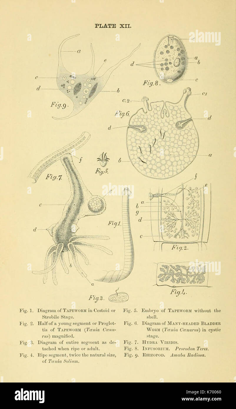 Animal biology zoology forms hi-res stock photography and images - Alamy
