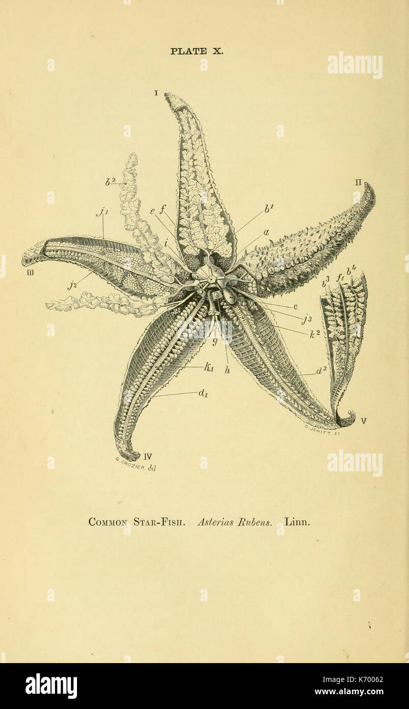 Animal biology zoology forms hi-res stock photography and images - Alamy