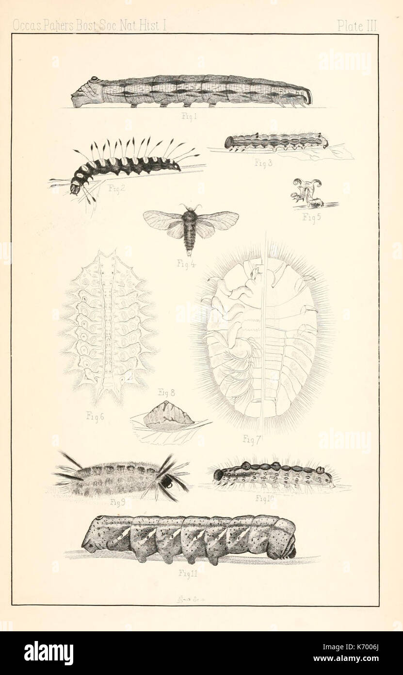 Thaddeus william harris hi-res stock photography and images - Alamy