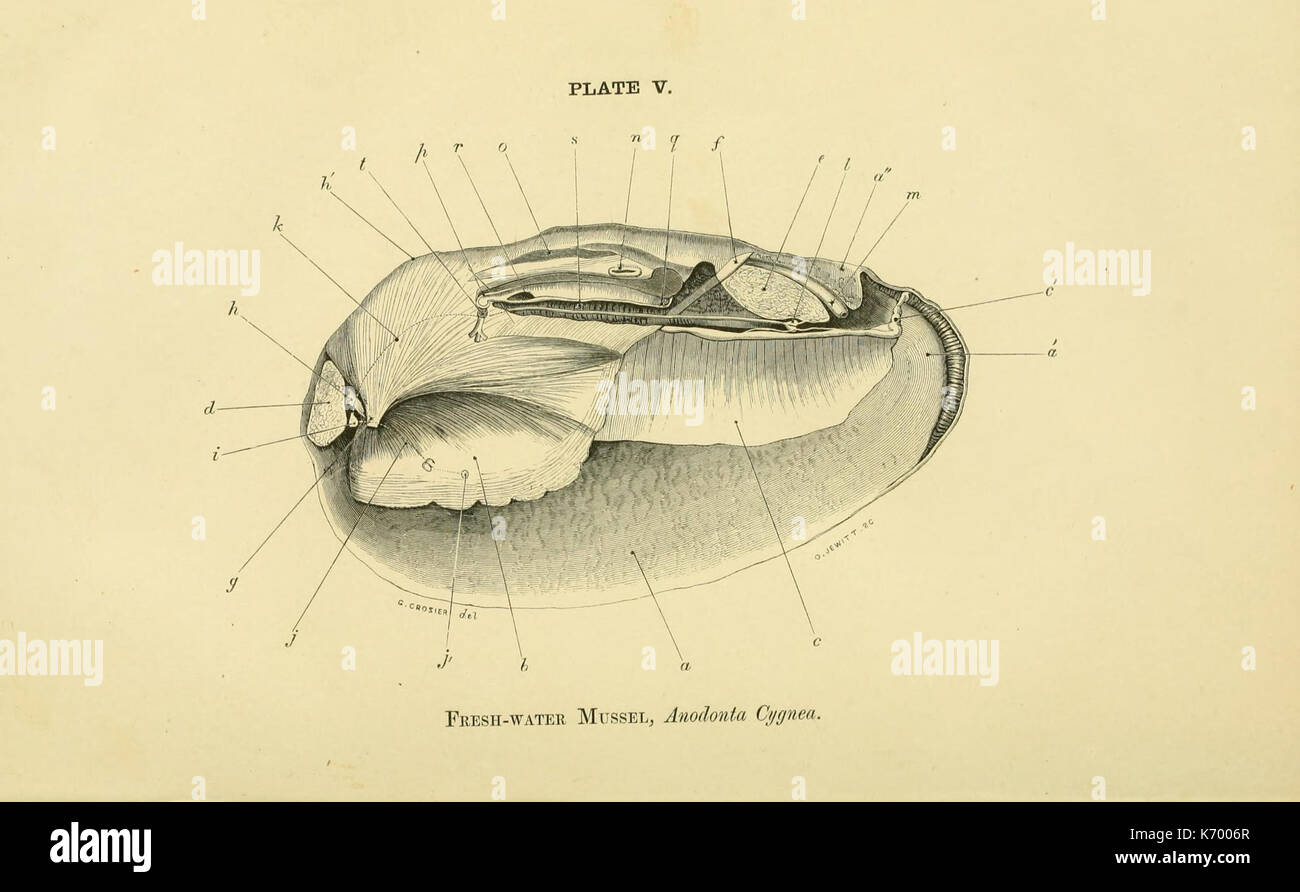 Forms of animal life (Plate V) (8392439958 Stock Photo - Alamy