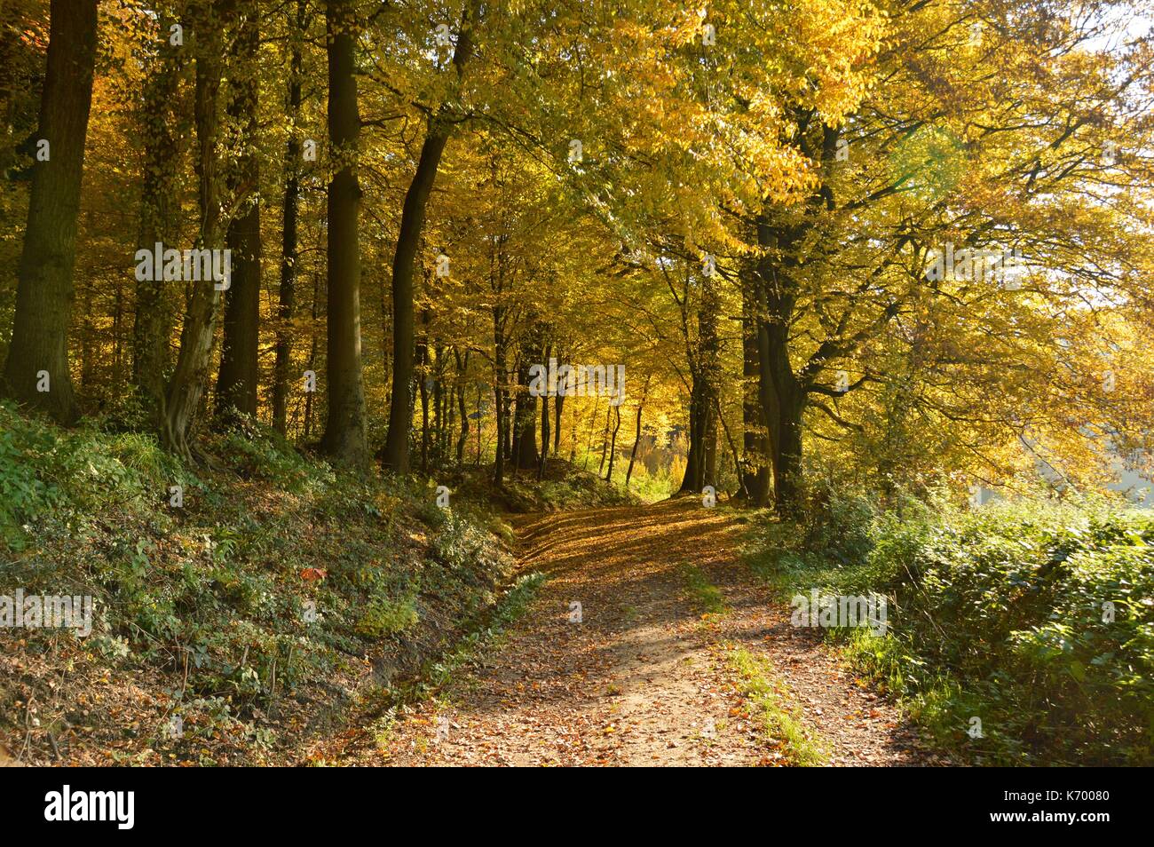 October in germany hi-res stock photography and images - Alamy
