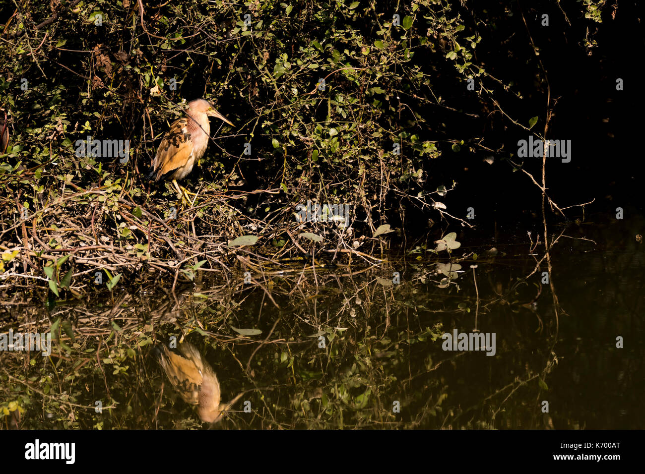 Yellow bittern ixobrychus sinensis hi-res stock photography and images ...