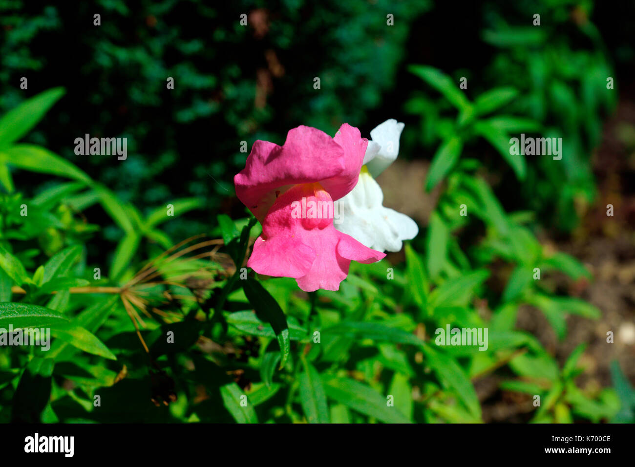 Edible snapdragon flowers hi-res stock photography and images - Alamy