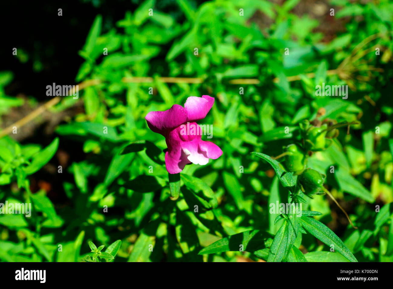 Snapdragon flower seeds hi-res stock photography and images - Alamy
