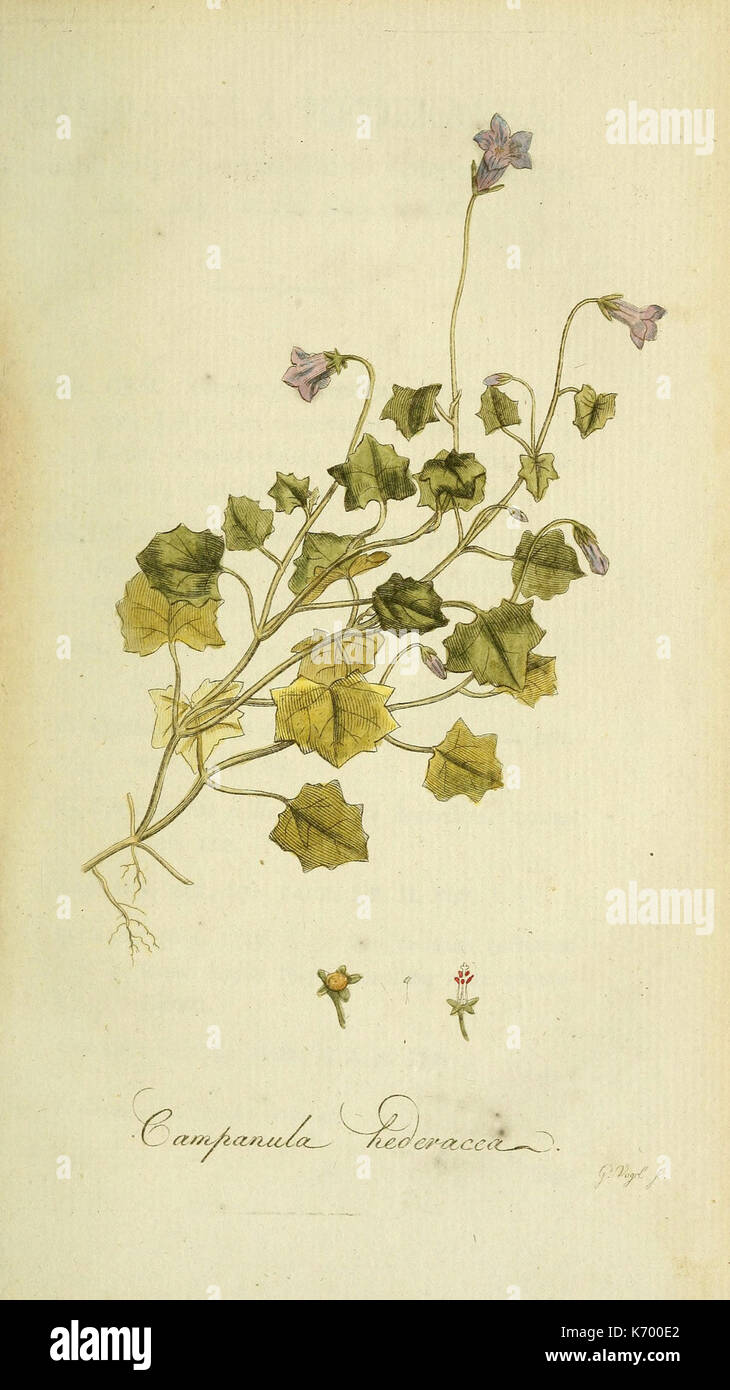 Flora Europaea inchoata (Pl. 5) (6033176912 Stock Photo - Alamy