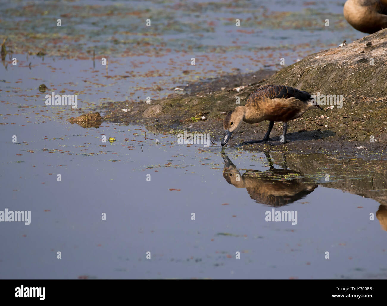 Lesser whistiling duck hi-res stock photography and images - Alamy