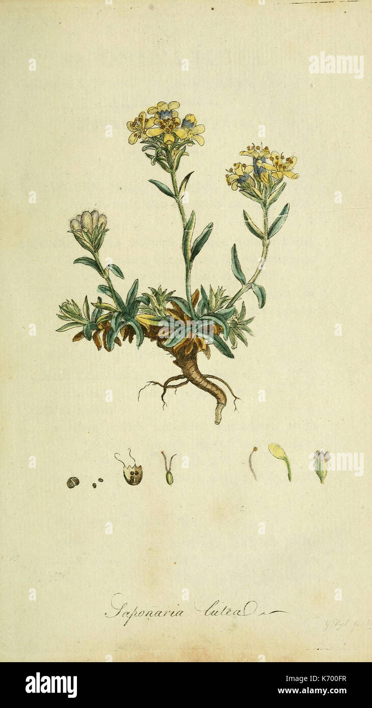 Flora Europaea inchoata (Pl. 8) (6032619591 Stock Photo - Alamy