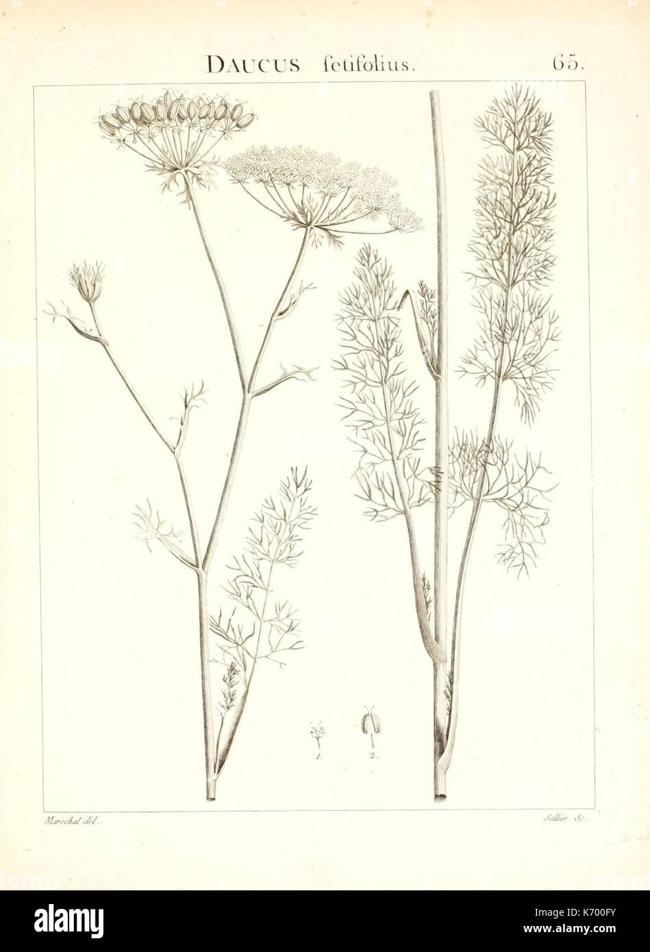 'Flora Atlantica' presents a detailed botanical study of plants growing ...