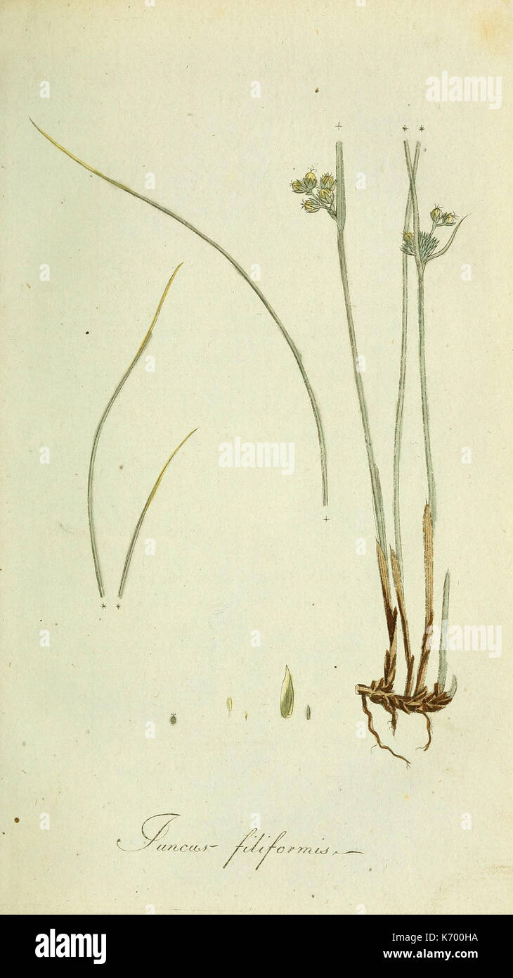 Flora Europaea inchoata (Pl. 11) (6033178886 Stock Photo - Alamy