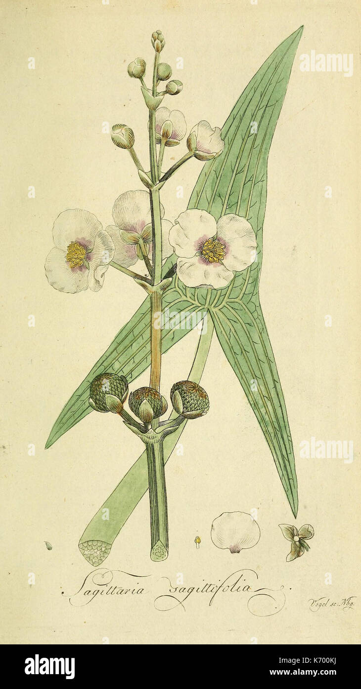 Flora Europaea inchoata (Pl. 15) (6032621745 Stock Photo - Alamy