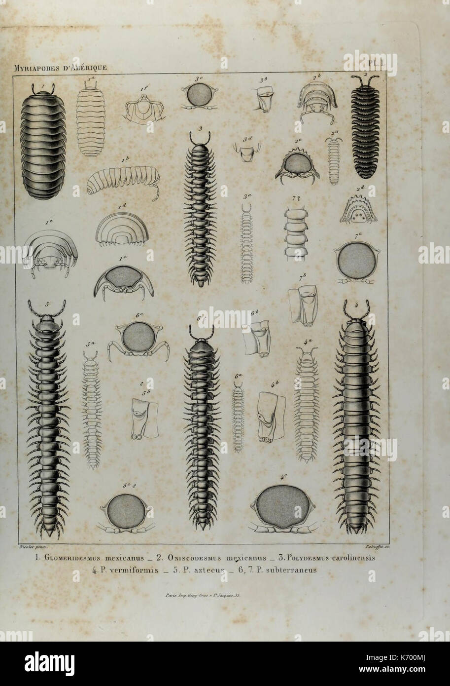 Myriapodes hi-res stock photography and images - Alamy