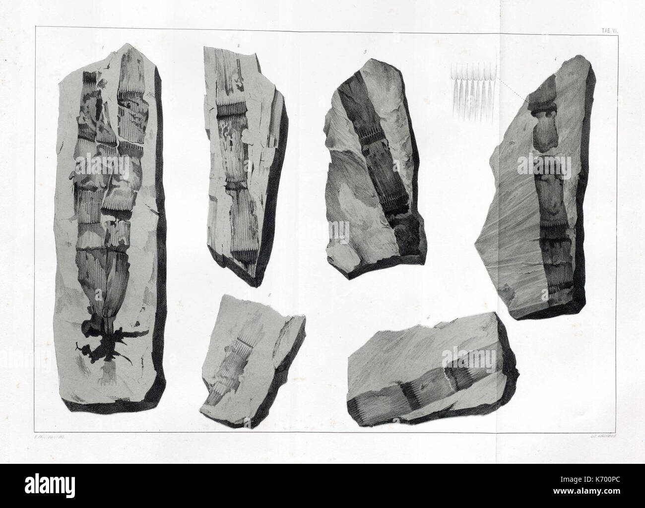 Flora fossilis formationis oolithicae = (Tab. VI) (7294195746 Stock ...