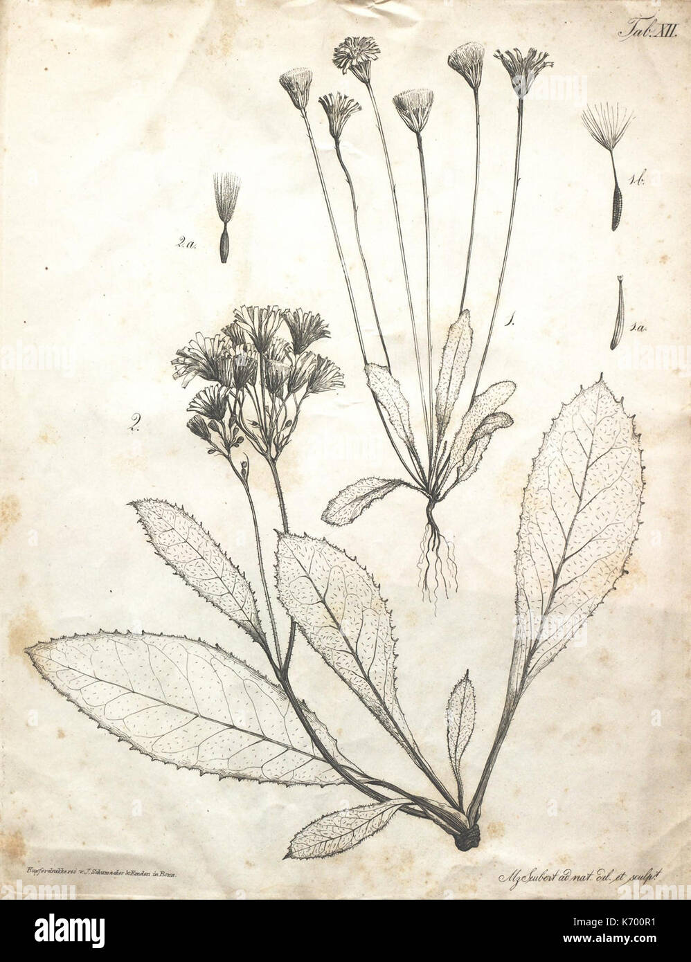 Flora Azorica (Tab. XII) (7216347234 Stock Photo - Alamy