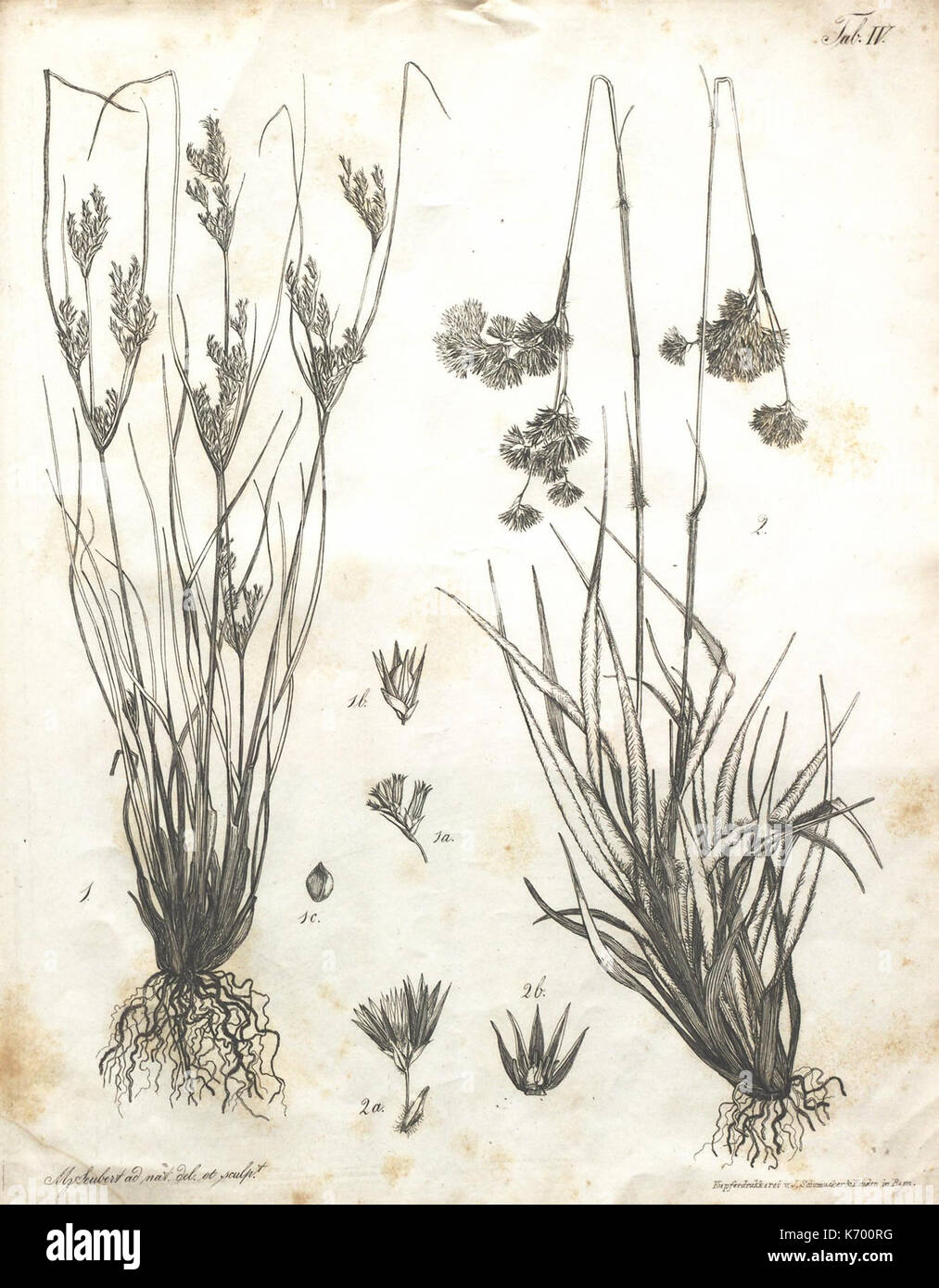 Flora Azorica (Tab. IV) (7216335074 Stock Photo - Alamy