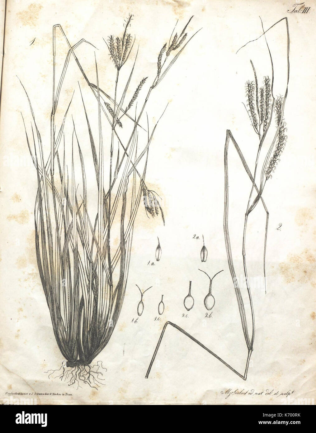 1787 1860 1818 1880 azores botanical illustration catalogs catalogs ...