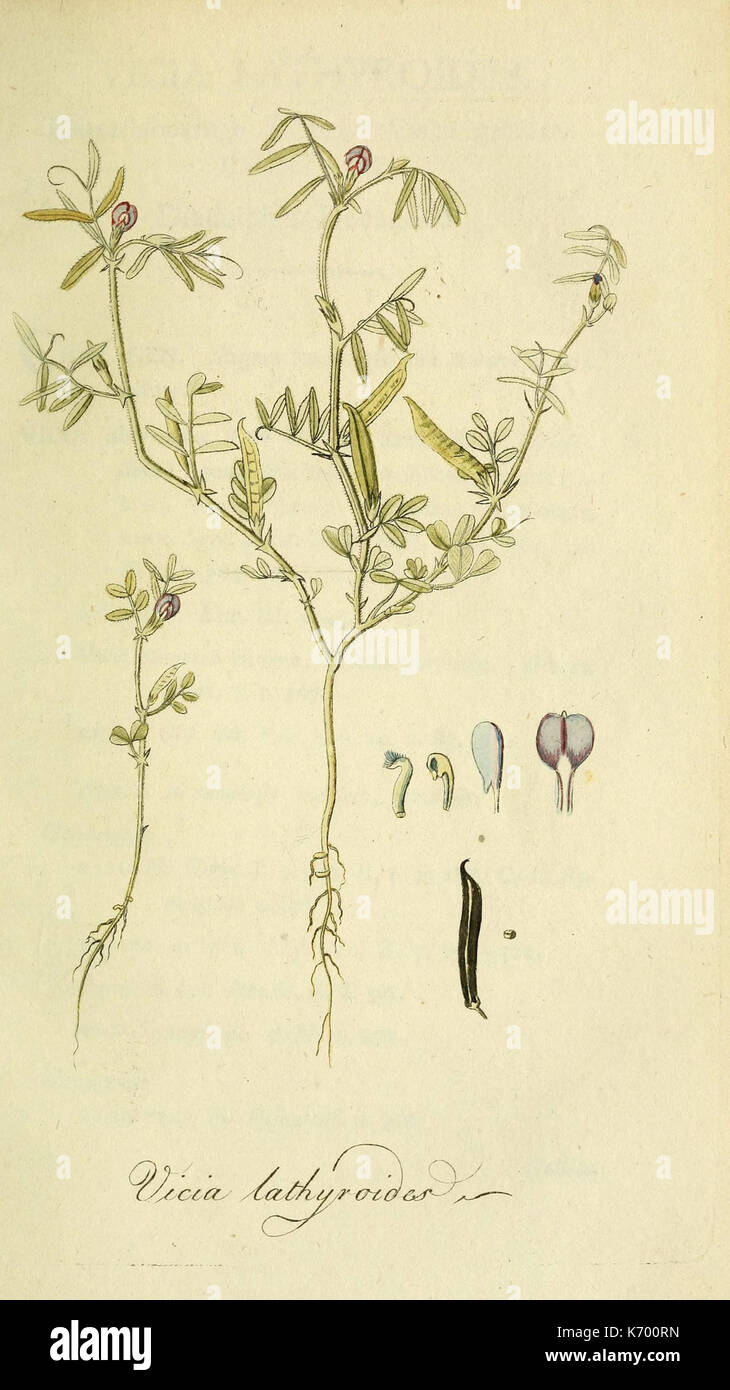 Flora Europaea inchoata (Pl. 22) (6033182438 Stock Photo - Alamy