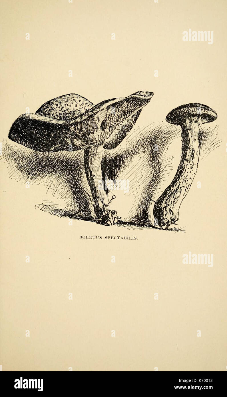This drawing from 'Fungal Flora of the Lehigh Valley' illustrates a ...