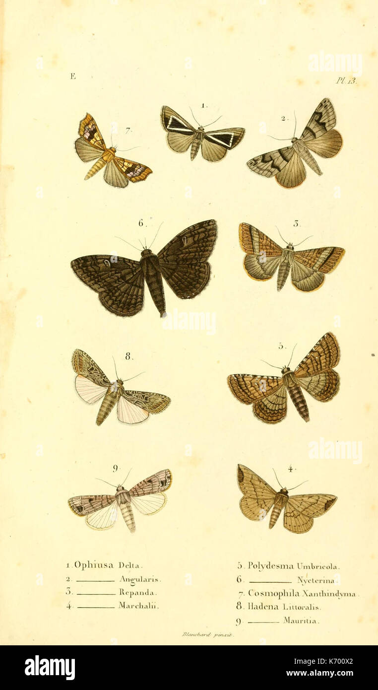 Faune entomologique de Madagascar, Bourbon et Maurice (Pl. 13 ...