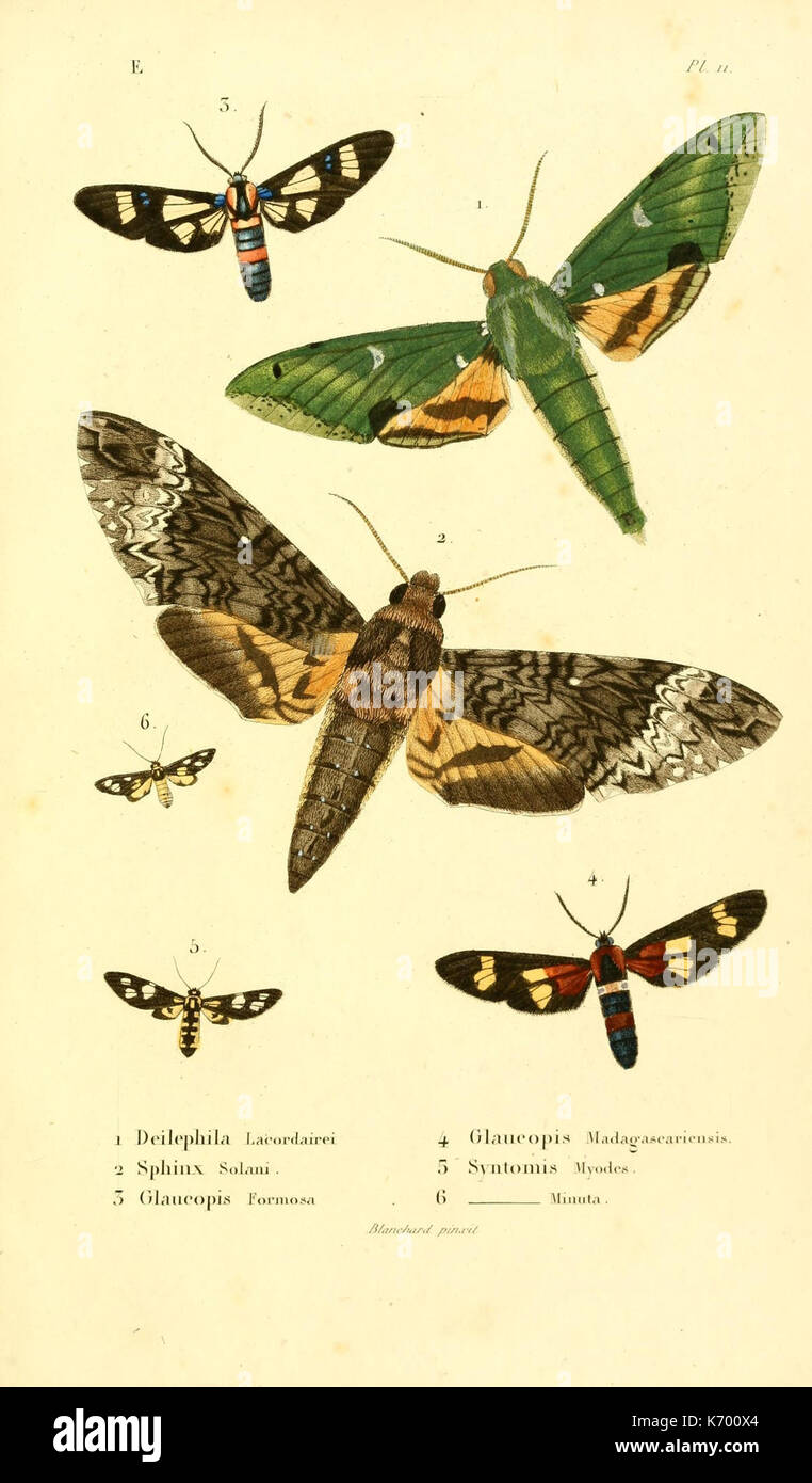 Faune entomologique de Madagascar, Bourbon et Maurice (Pl. 11 ...