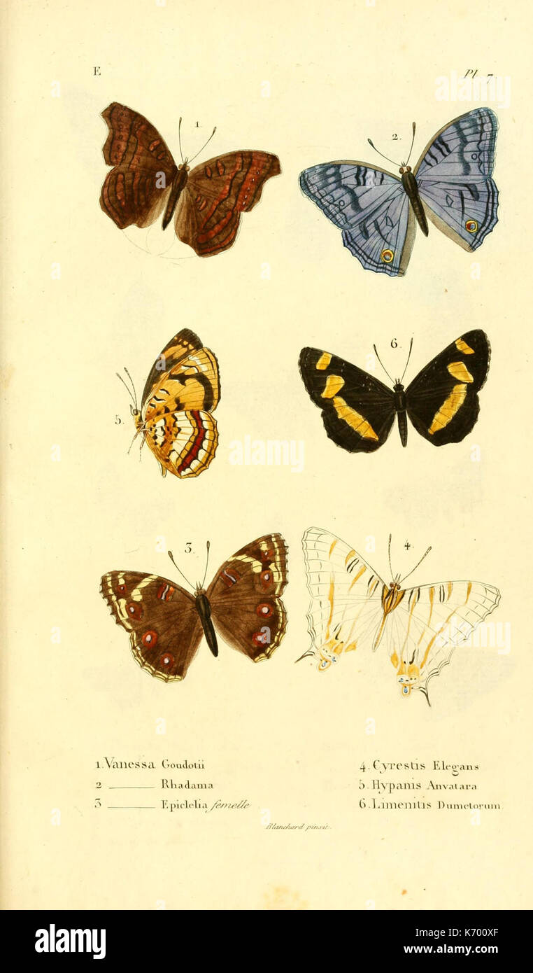 Faune entomologique de Madagascar, Bourbon et Maurice (Pl. 7 ...