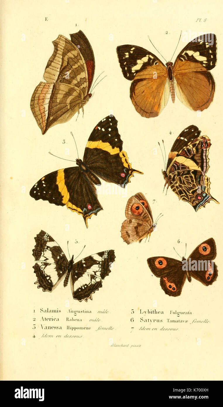 Faune entomologique de Madagascar, Bourbon et Maurice (Pl. 8 ...