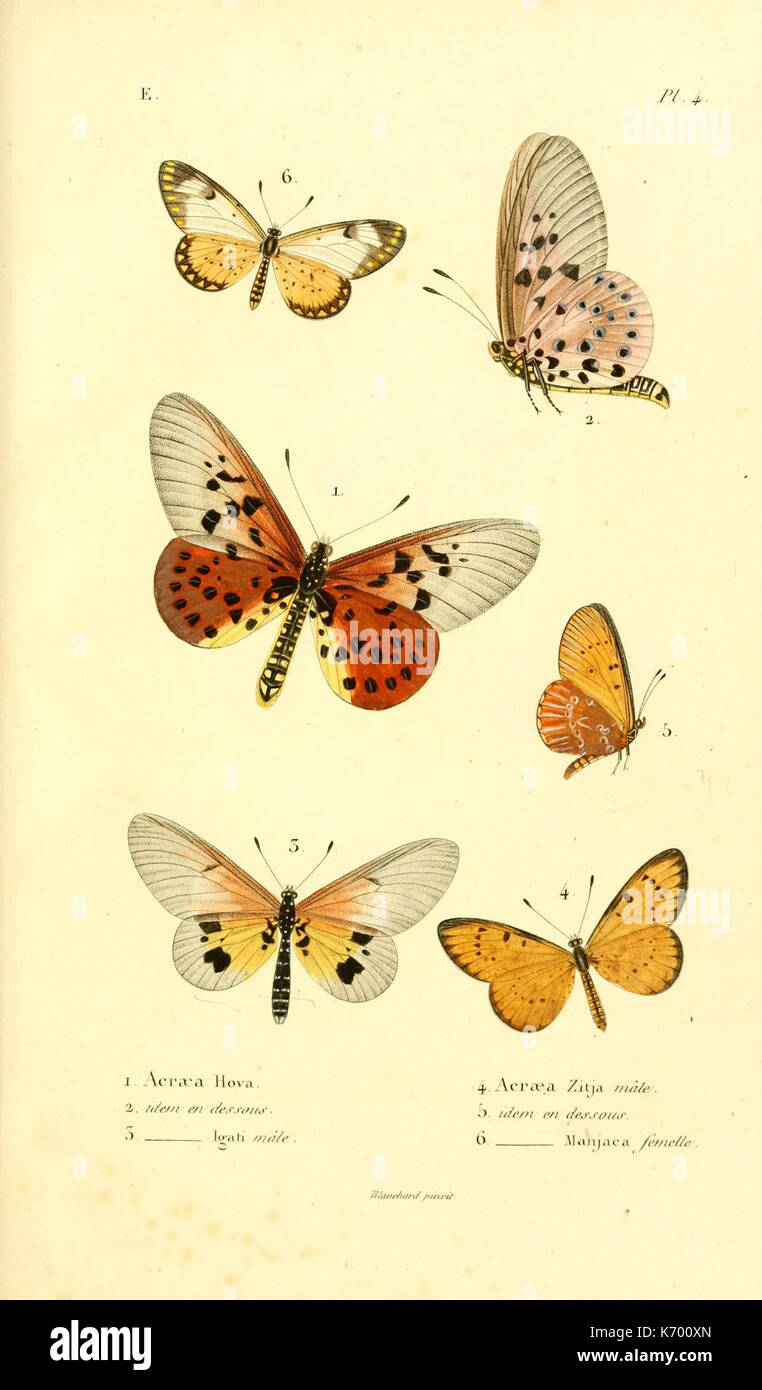 Faune entomologique de Madagascar, Bourbon et Maurice (Pl. 4 ...