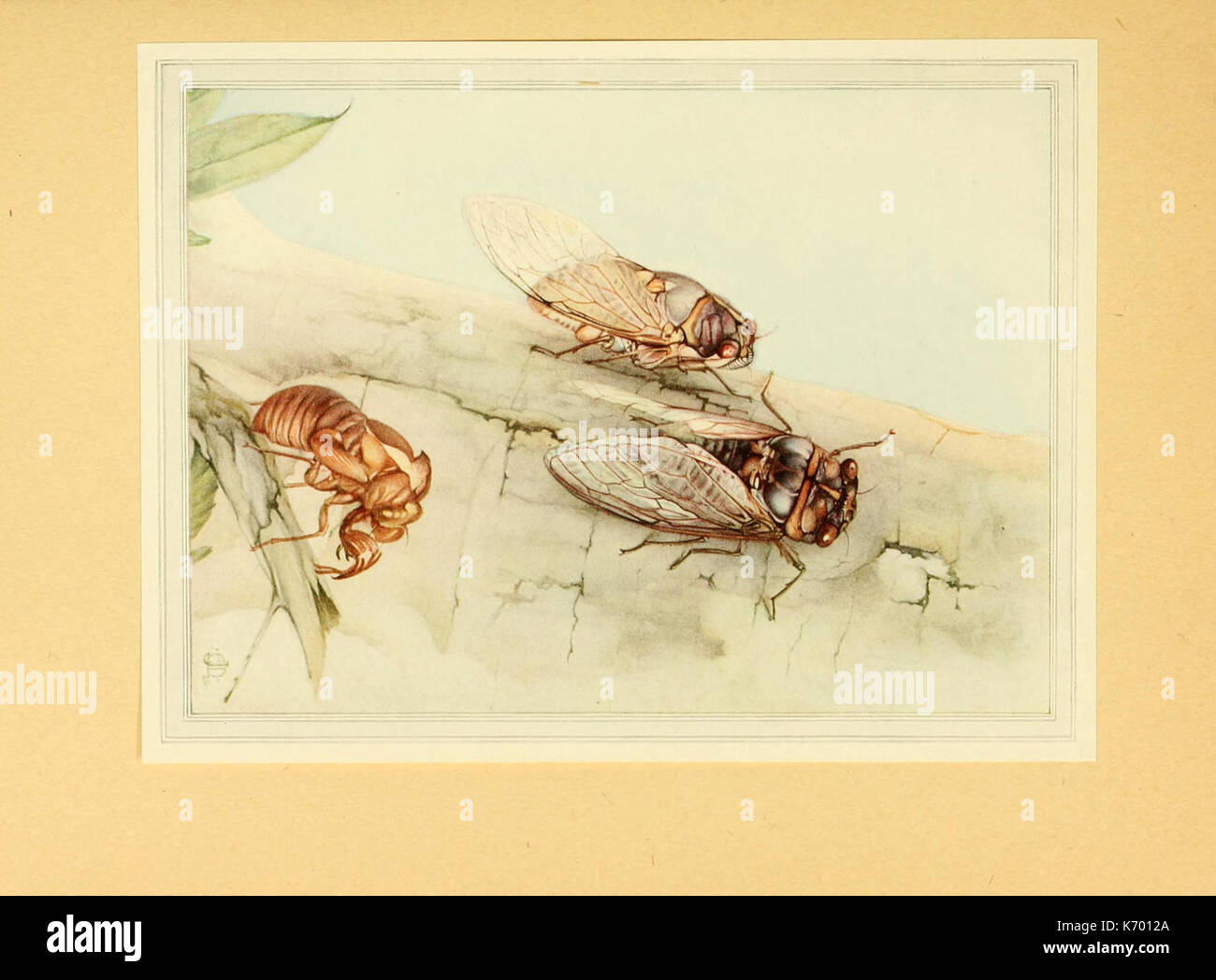 Fabres book of insects hi-res stock photography and images - Alamy