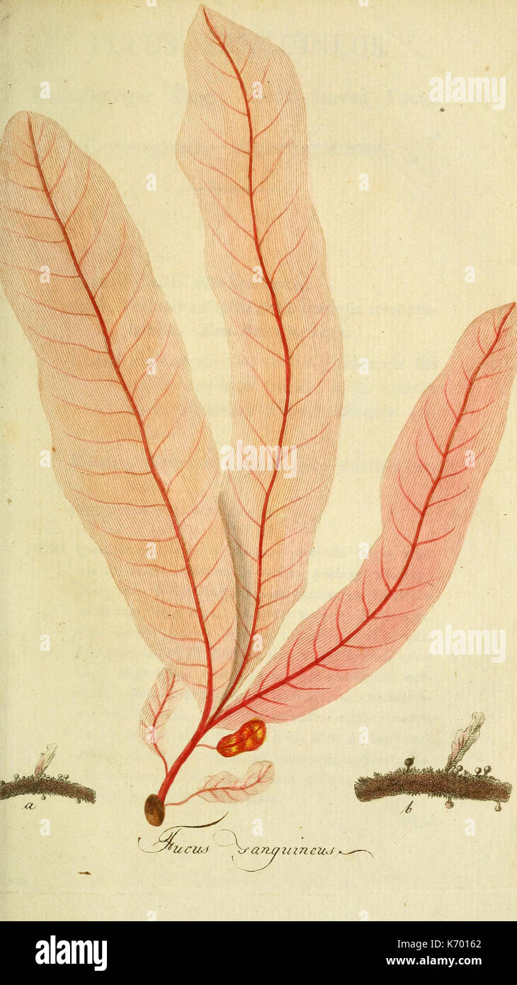 Flora Europaea inchoata (Pl. 40) (6033189616 Stock Photo - Alamy