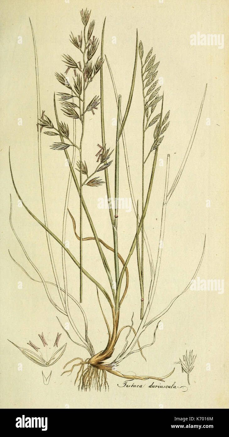 Flora Europaea inchoata (Pl. 41) (6032631429 Stock Photo - Alamy
