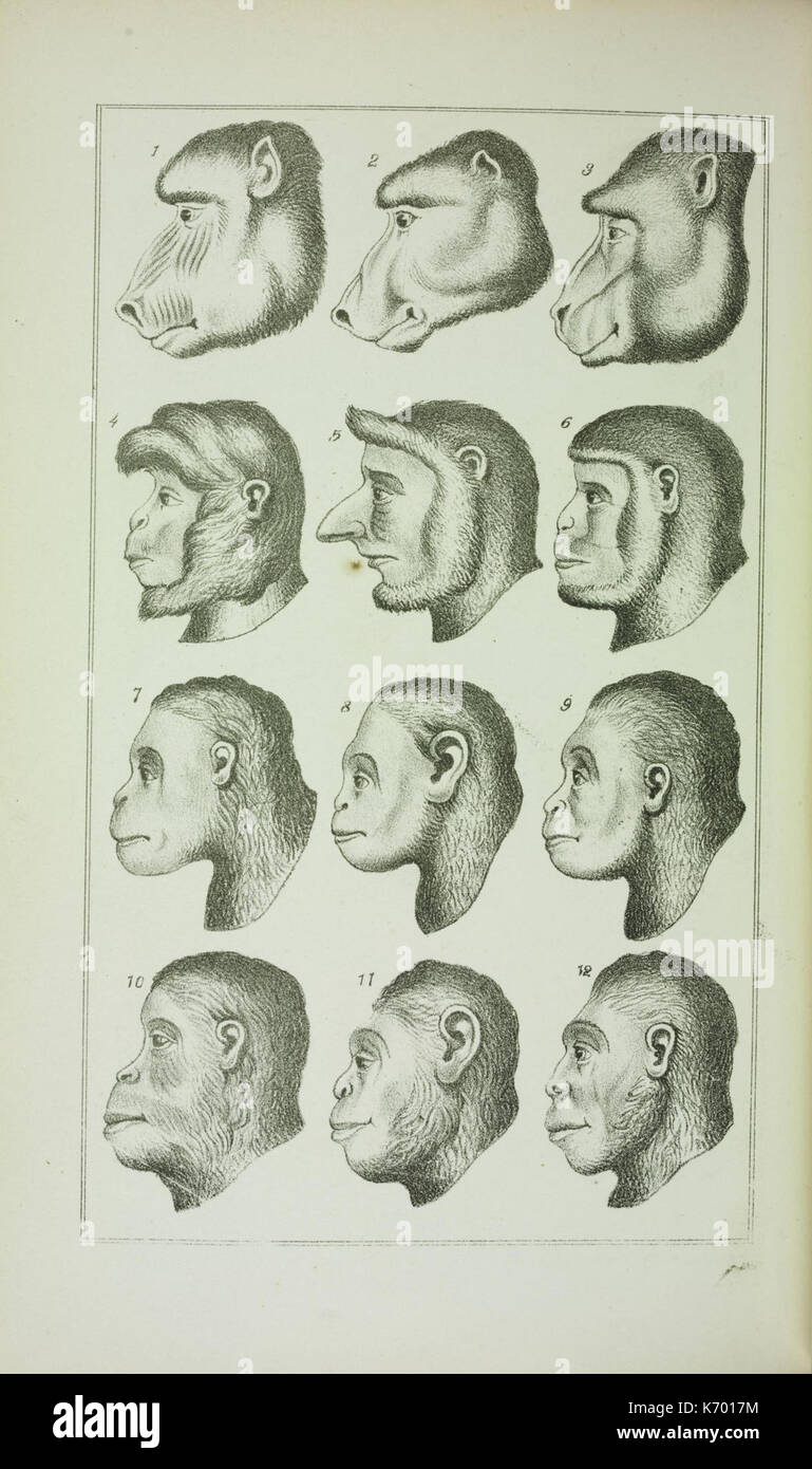 Evolution of life (Plate 29) (8405183893 Stock Photo - Alamy