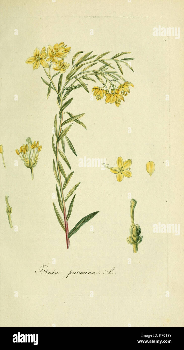 Flora Europaea inchoata (Pl. 47) (6032633189 Stock Photo - Alamy